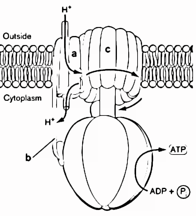 atp-synthase